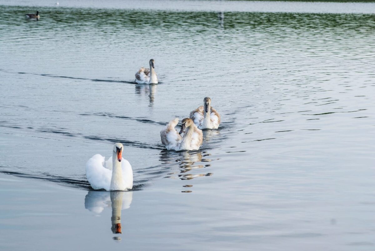 Fairhaven Lake - enjoy walks and watching the wildlife